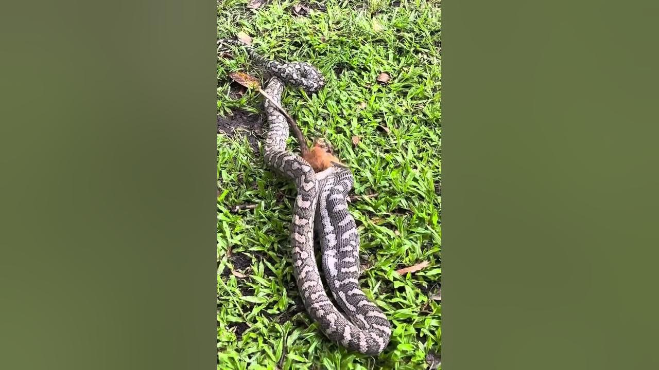 Aussie Carpet Python eats native Possum whole! - YouTube