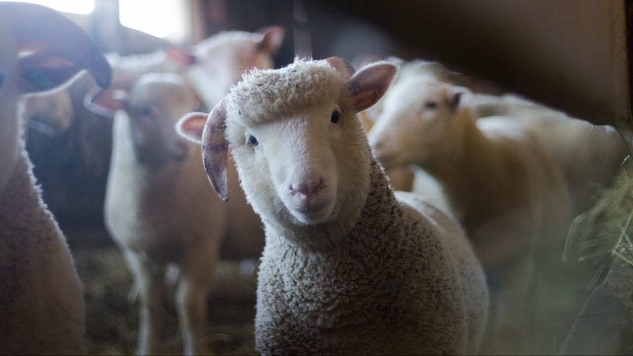 Relaxing Farm Animal Sounds | Farm Ambience Domestic Animals | Calming ...