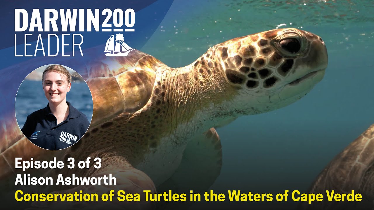 Conservation of Sea Turtles in the Waters of Cape Verde - Episode 3 of ...