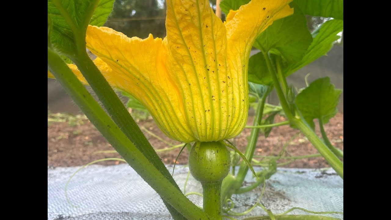 Mid June Squash Patch Update. Pollination Time - YouTube