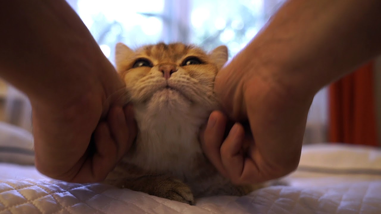 Fluffy cheeks - YouTube