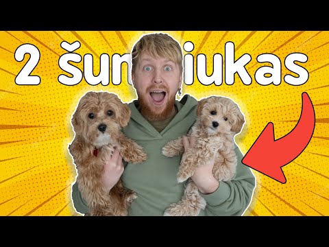 VAŽIAVOM 1000 KM PASIIMTI ANTRO 🐶🐶 | Artūras ir Silvija | Pildyk