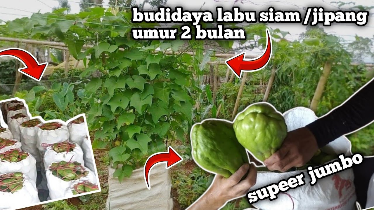 WAKTU YANG TEPAT MENANAM LABU SIAM ATOW JIPANG - YouTube