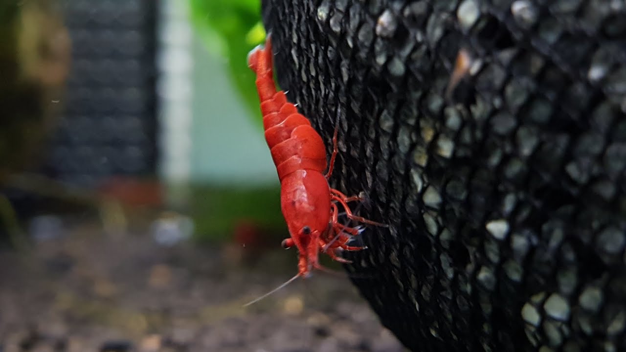 Bloody mary shrimp - Time Lapse dinner shrimp - YouTube