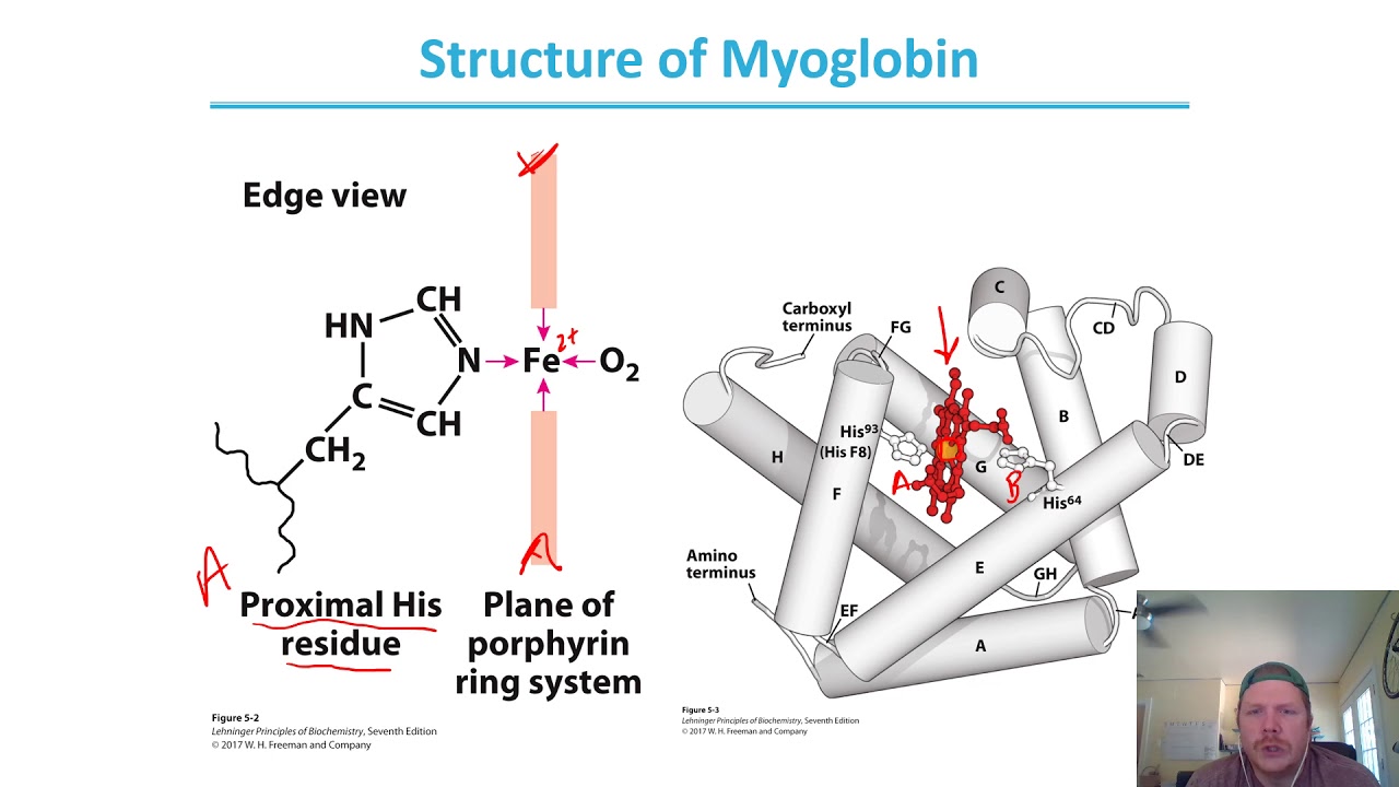 Chapter 5 - pt2: Lock & Key Model + Myoglobin - YouTube