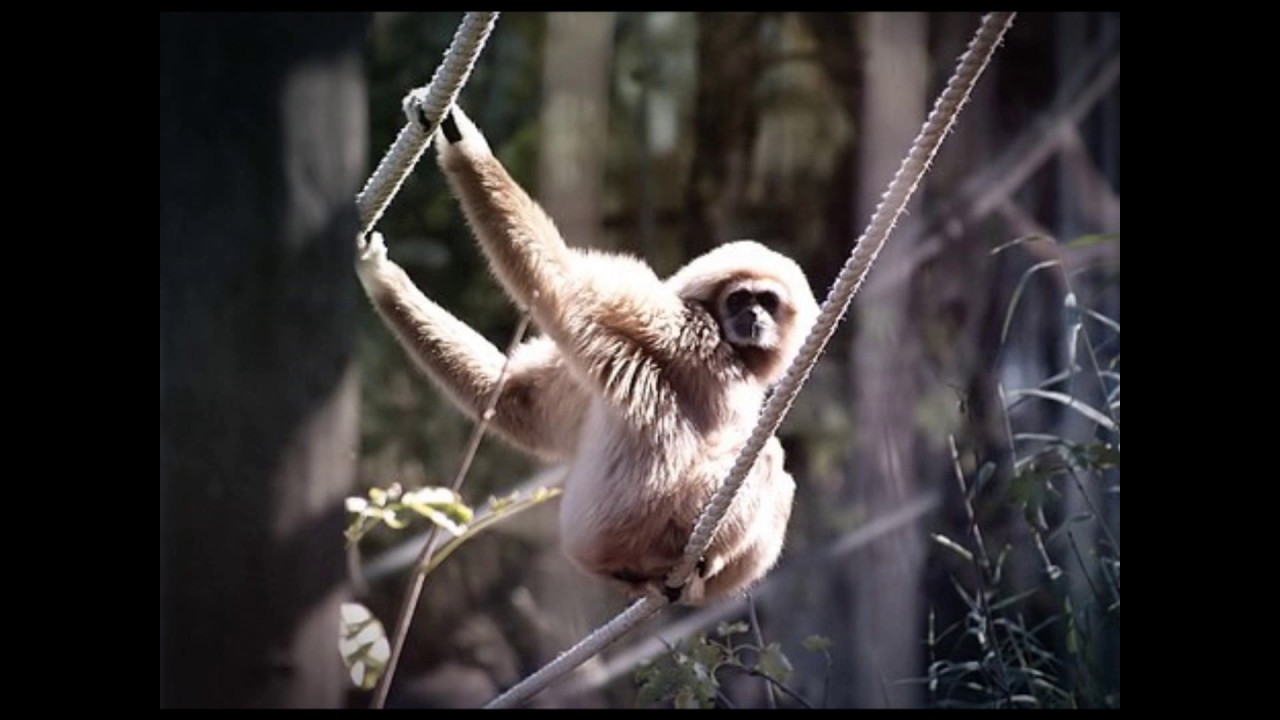 Razas De Monos: Mono GIBON - YouTube