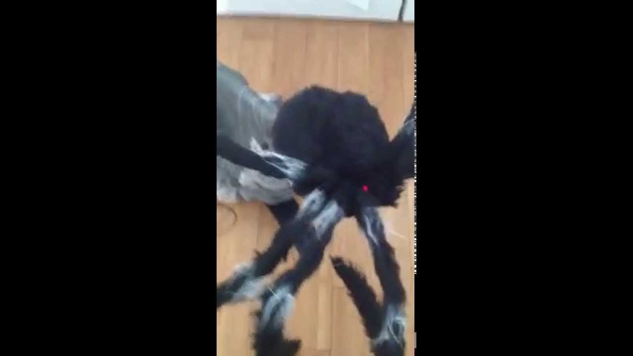 Animated Black Jumping Spider - YouTube