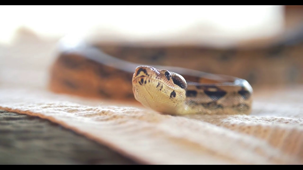 portrait of a snake at home python - YouTube