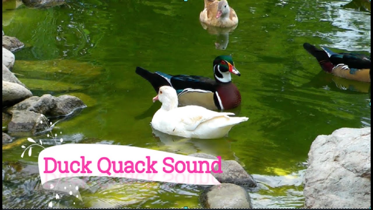 Duck quack video & sound effect no copyright II Copyright Free Videos ...