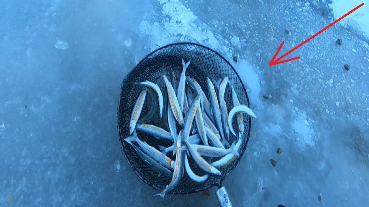 30 fish in 8 minutes! Bear Lake Cisco Fishing 29 January 2022 - YouTube