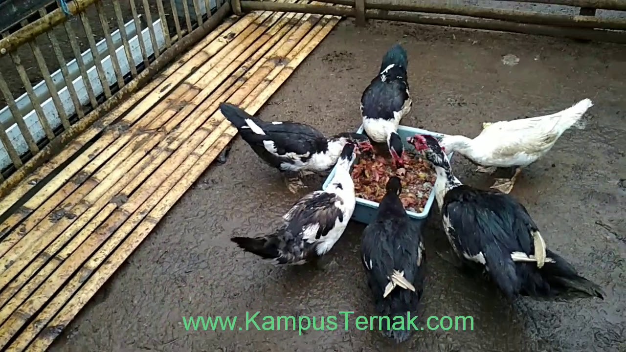 Budidaya Entok Itu Mudah - Entok Makan Segalanya Termasuk Sampah Ini ...