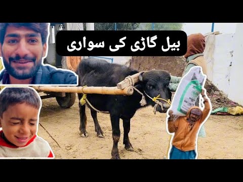Bail gari ki sawari 🐂🐄 - YouTube