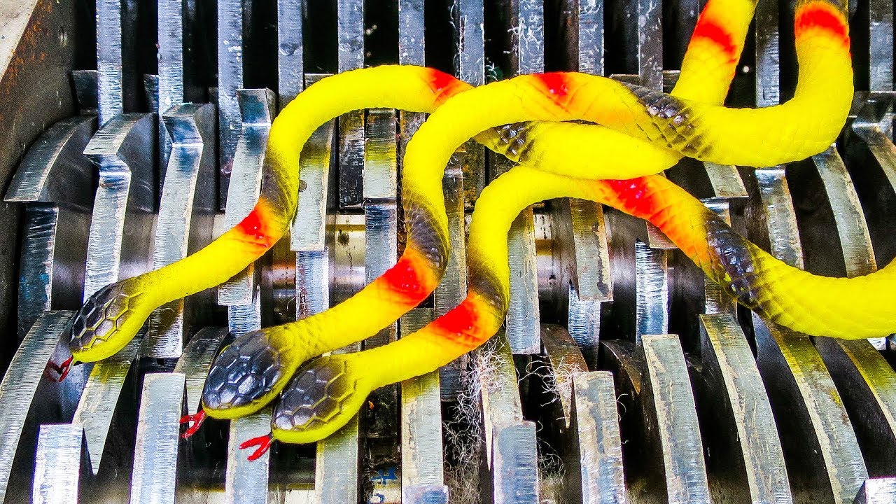 Shredding Venomous Snakes! Dangerous Serpents Destroyed! - YouTube