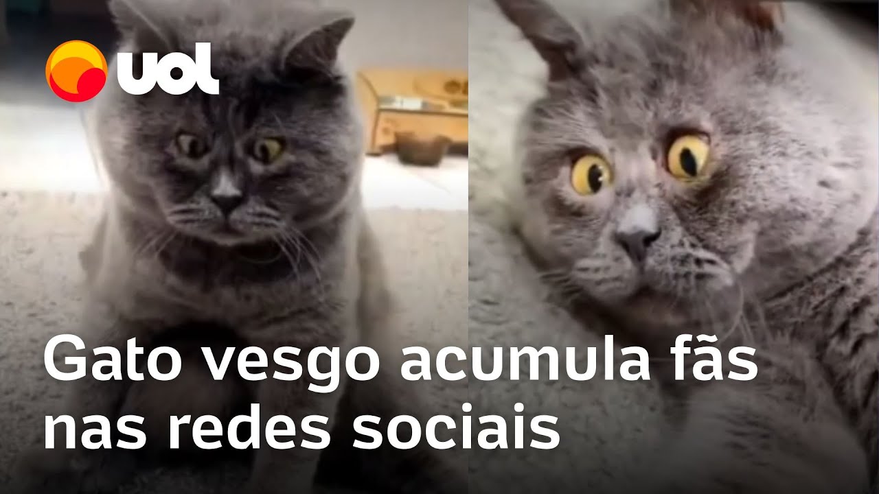 Gato vesgo que parece personagem de desenho animado acumula fãs nas ...