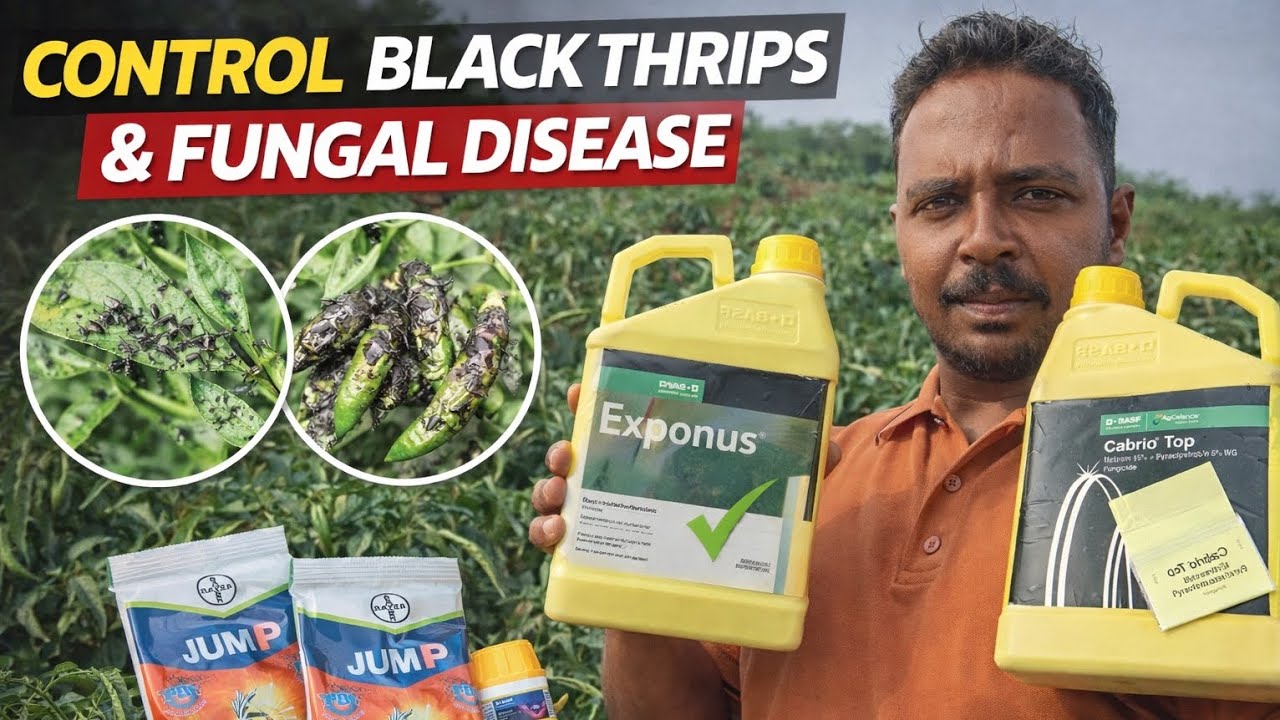 మిరపలో త్రిప్స్, మైట్స్ పోవాలంటే ఇదే స్ప్రే | BASF Exponous + CabrioTop ...