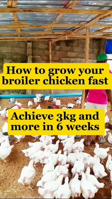 HOW TO GROW BROILER CHICKENS FAST UP TO 3KG IN 6 WEEKS | BROILER GROWTH ...