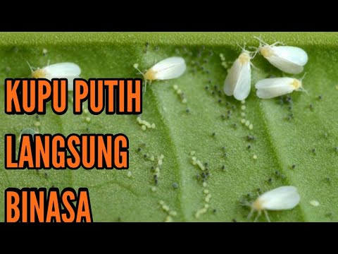 THE MOST EFFECTIVE AND AFFORDABLE INSECTICIDE FOR ERADICATION OF PLANT PLOTTERS AND WHITE BUTTERF...