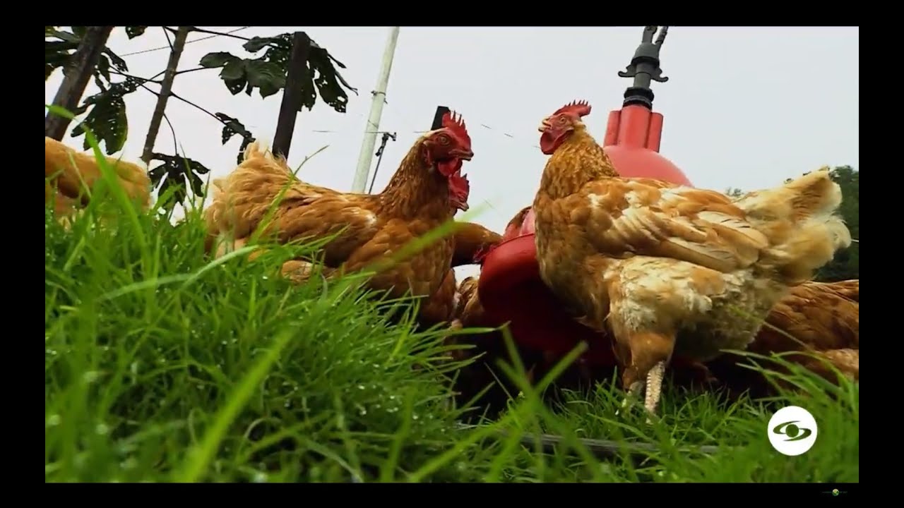 Razones por las que debería implementar el sistema de la gallina feliz ...