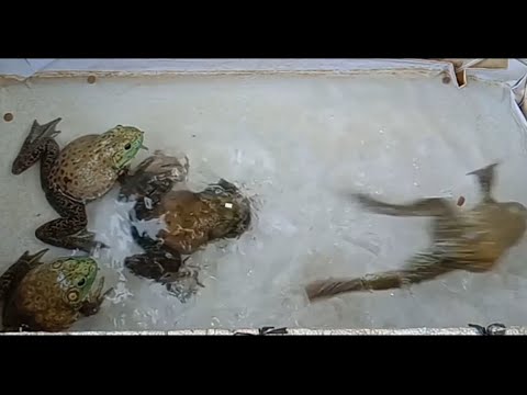 Feeding bullfrog with dead fish - YouTube