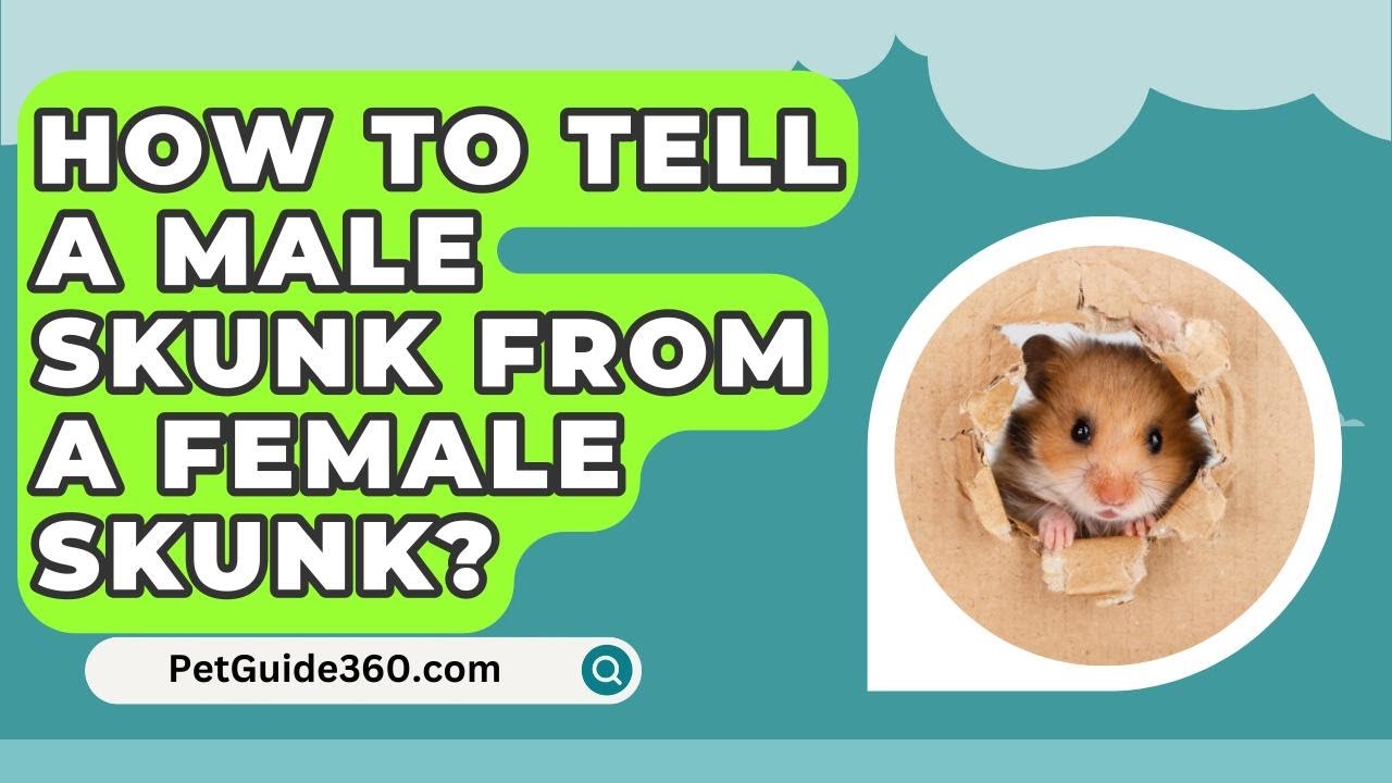 How To Tell A Male Skunk From A Female Skunk? - PetGuide360.com - YouTube
