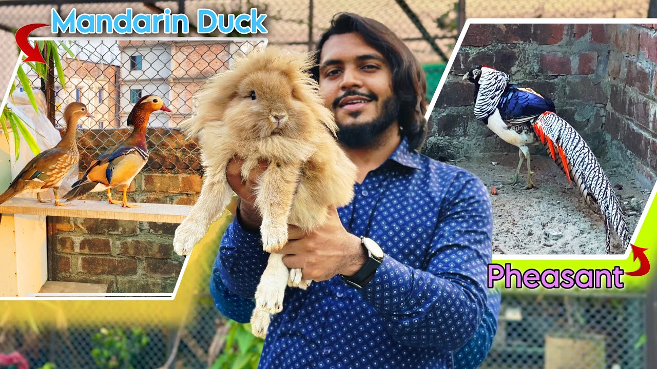 Pheasant ও Mandarin Duck দেখতে গেলাম @ornofpets এর ছাদে । - YouTube