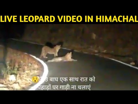 Live leopard video in Himachal || live tiger video - YouTube