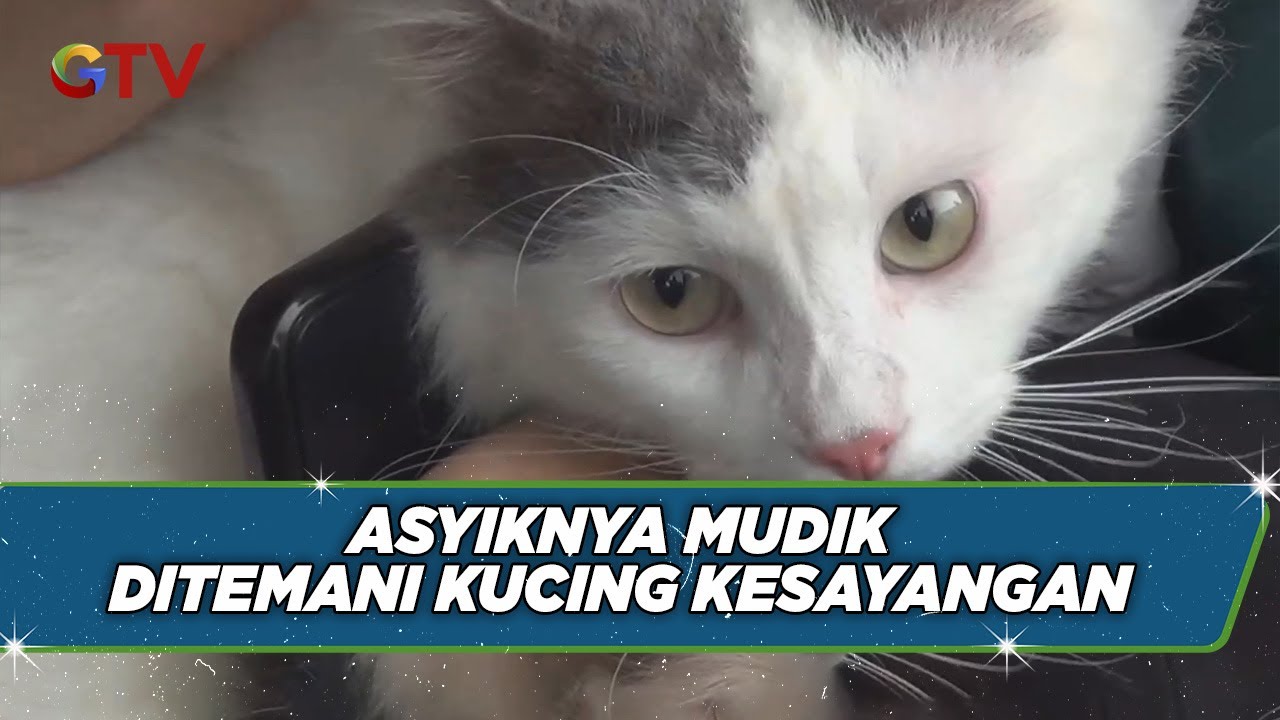 Unik! Penumpang Bus Bawa Kucing Peliharaan Mudik di Kalideres, Jakarta ...