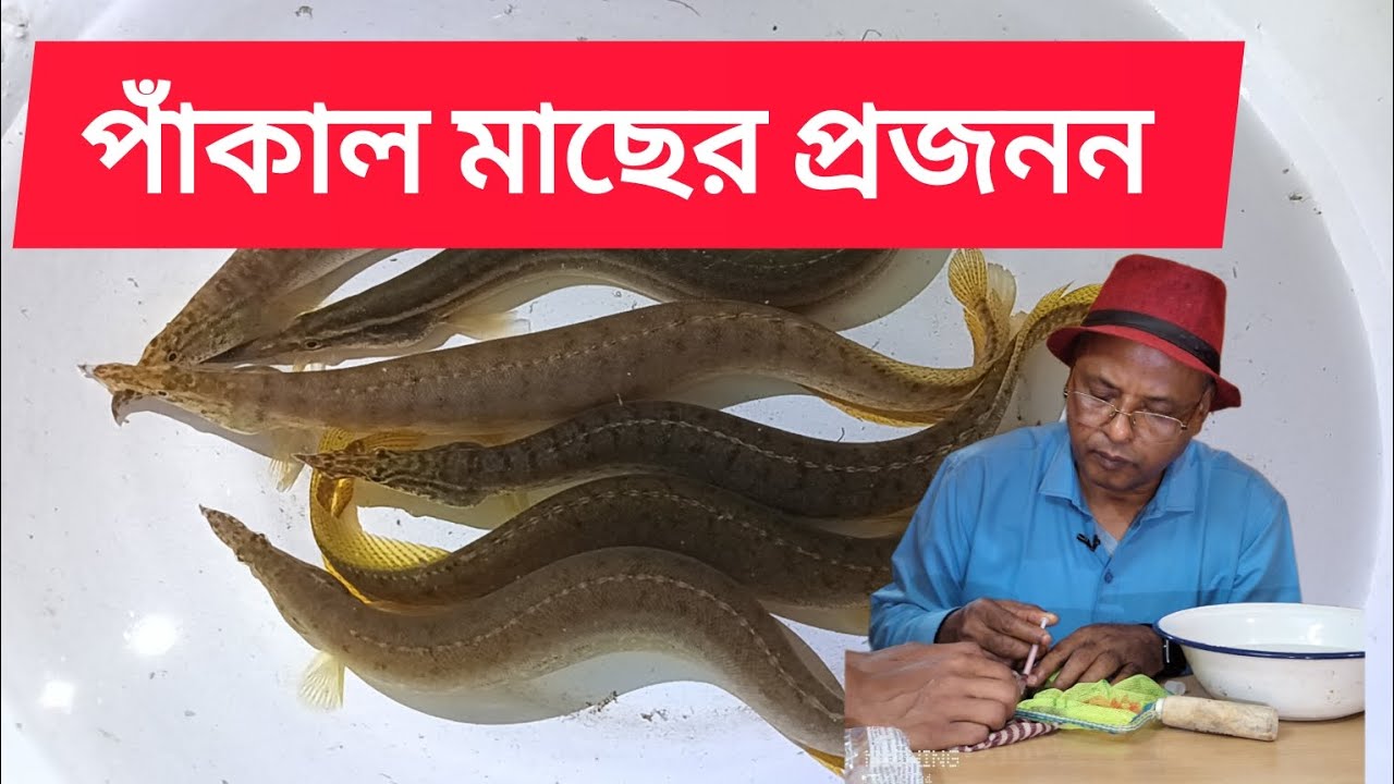 Breeding of Pankal Fish #Macrognathus_pancalus#Freshwater Eel - YouTube