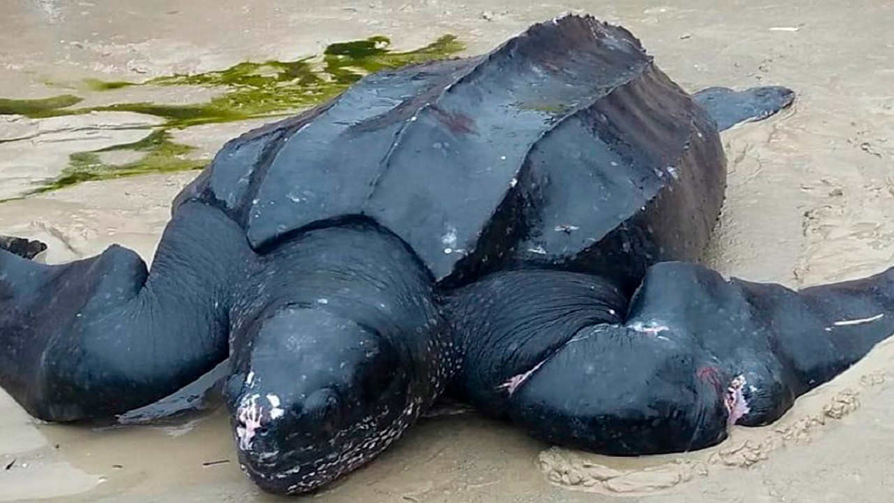 Sea Turtles Going Extinct? Uncover the Shocking Truth About the Ocean ...