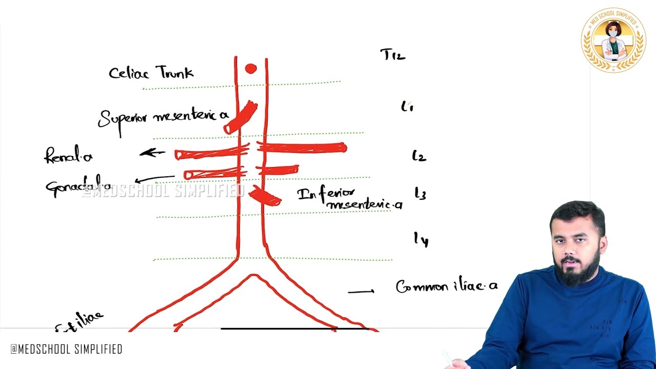 13. Anatomy of the Abdominal Aorta | Course, Branches, and Clinical ...