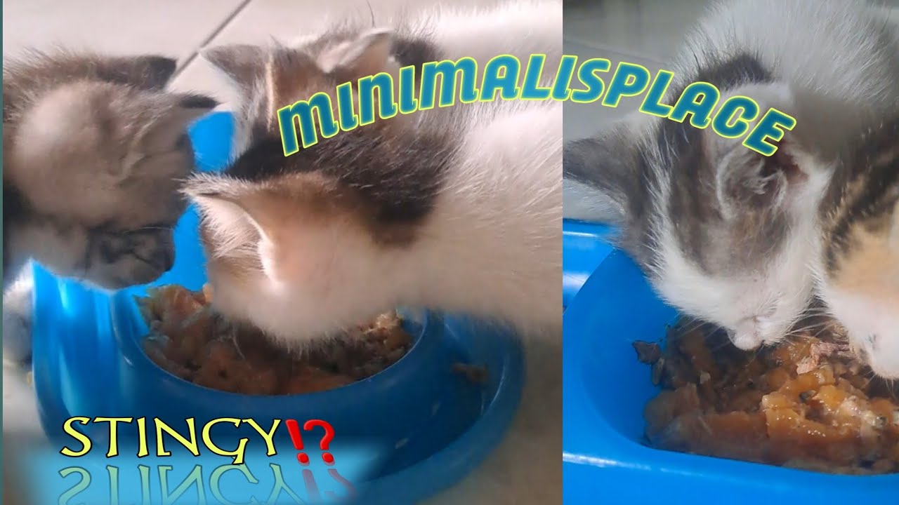Kittens Crowded Together in Their Minimalist Eating Place⁉️So Cute‼️ ...