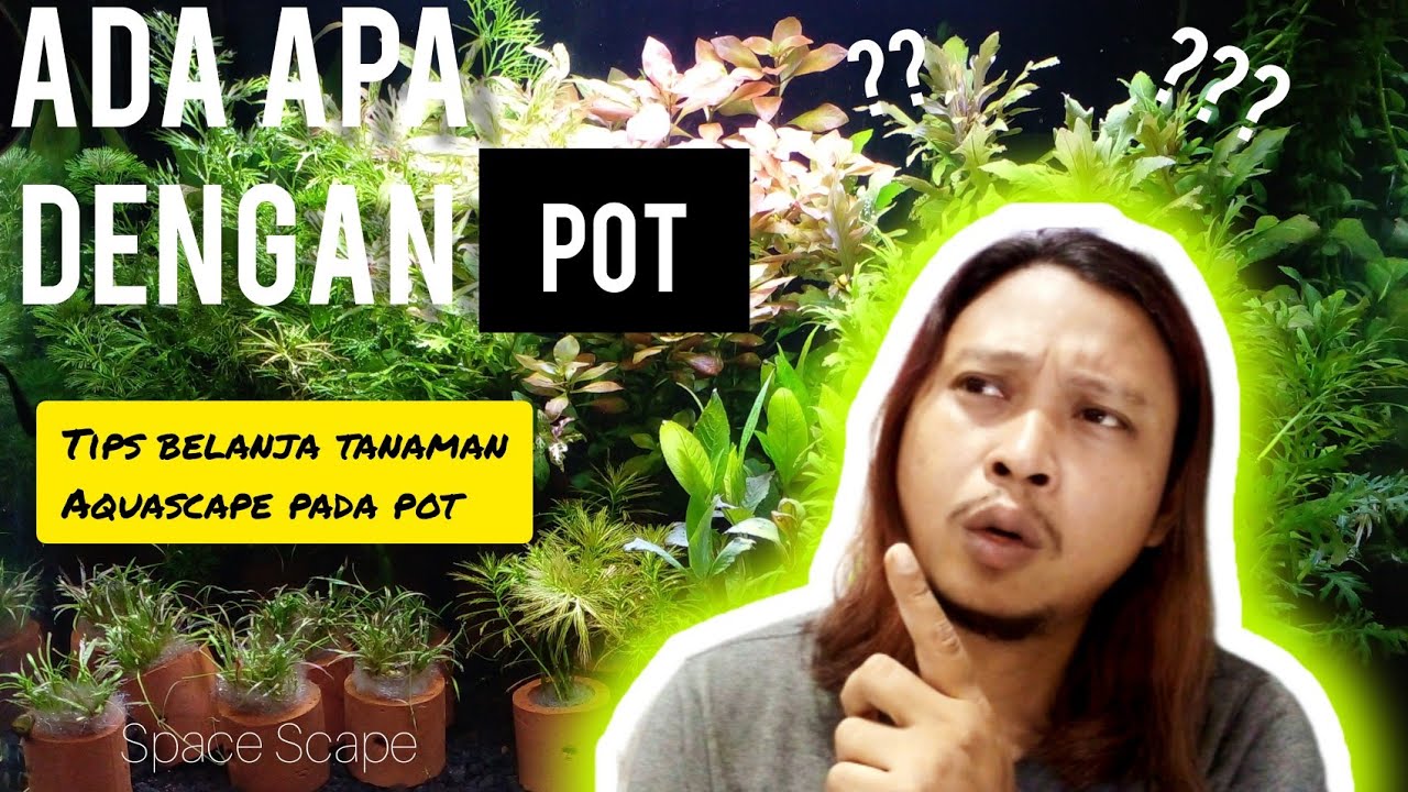tips beli tanaman aquascape low co2, tanaman pada pot potan - YouTube
