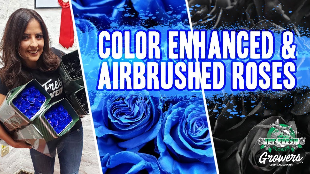 JFTV: Jet Fresh Flower Growers - Airbrushed & Color-Enhanced Roses with ...