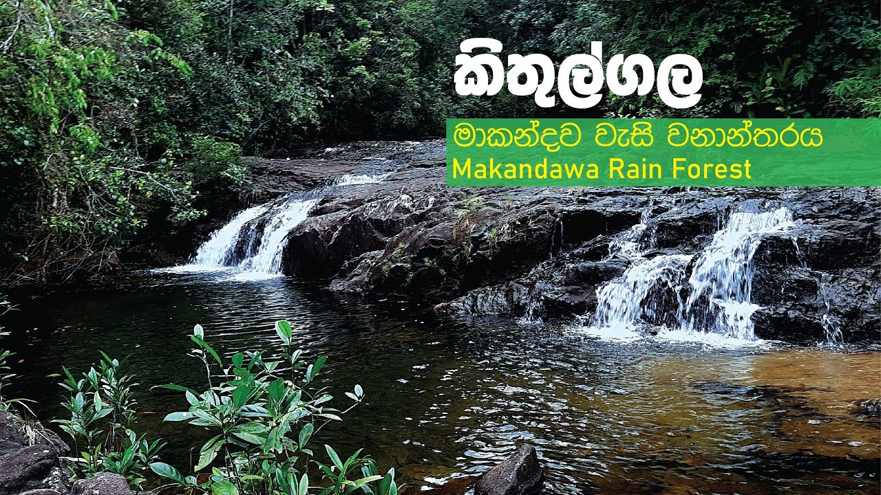 Makandawa Rain Forest | Kitulgala | Sri Lanka | Travel Vlog #6 - YouTube