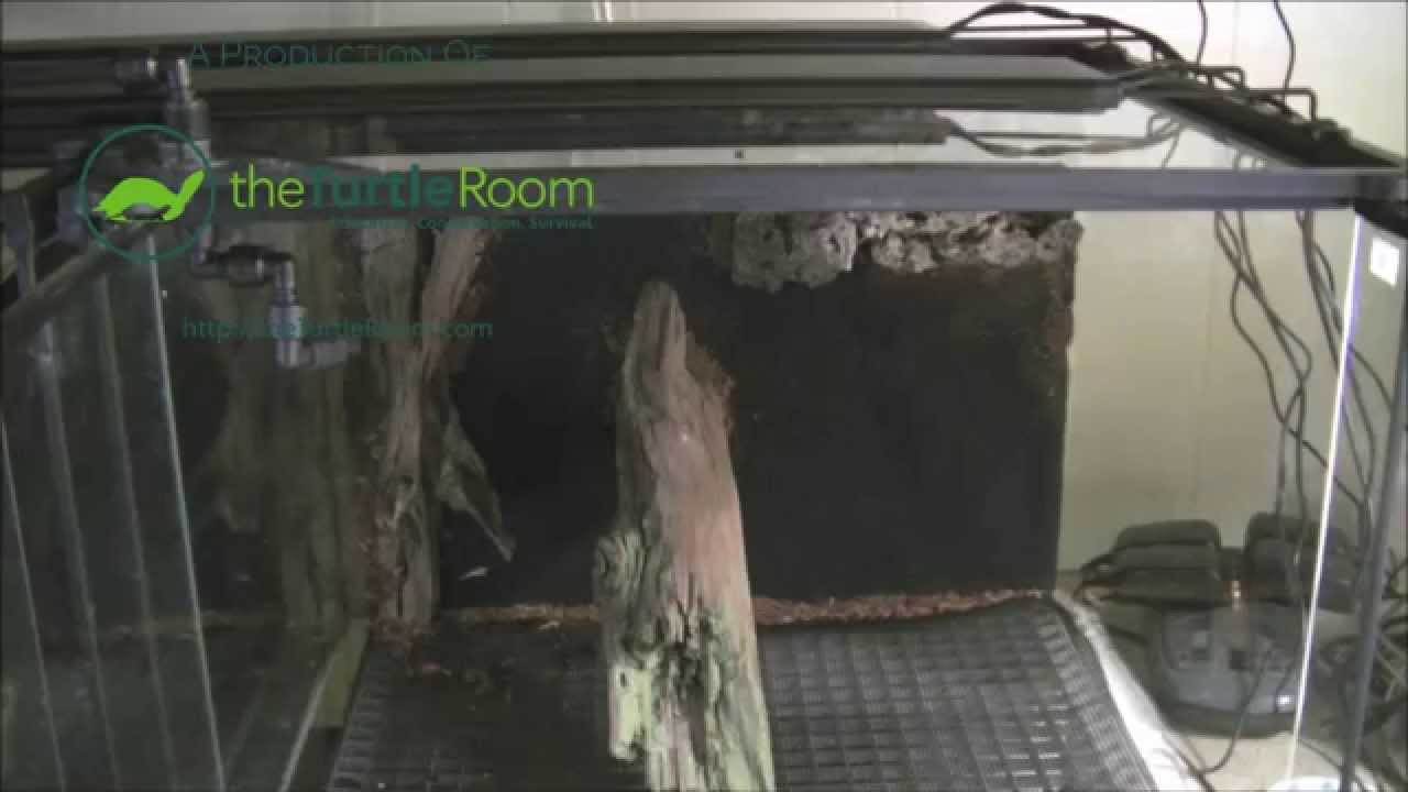 Custom Vivarium - Creating a Live Background - YouTube