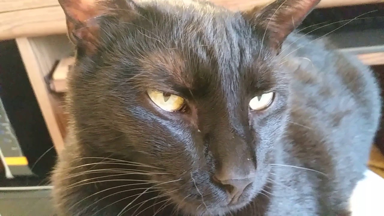 Rambo Makes It Hard To Work - YouTube