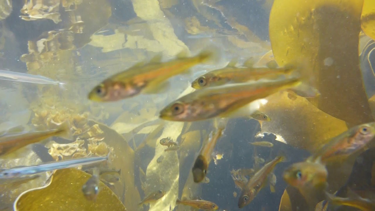 Pollack and Lesser Sandeels in a Devon rockpool. - YouTube