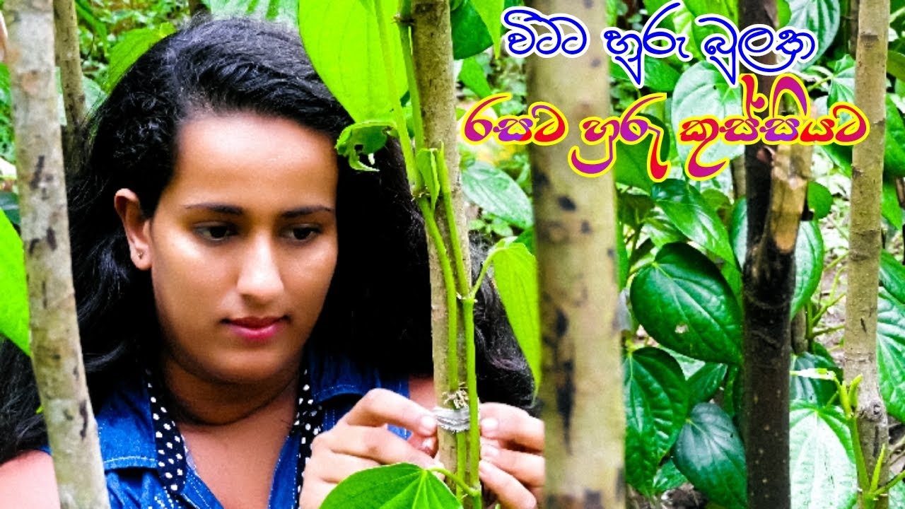 Amazing betel leaf pudding & pakoda/betel leaf recipe /traditional ...