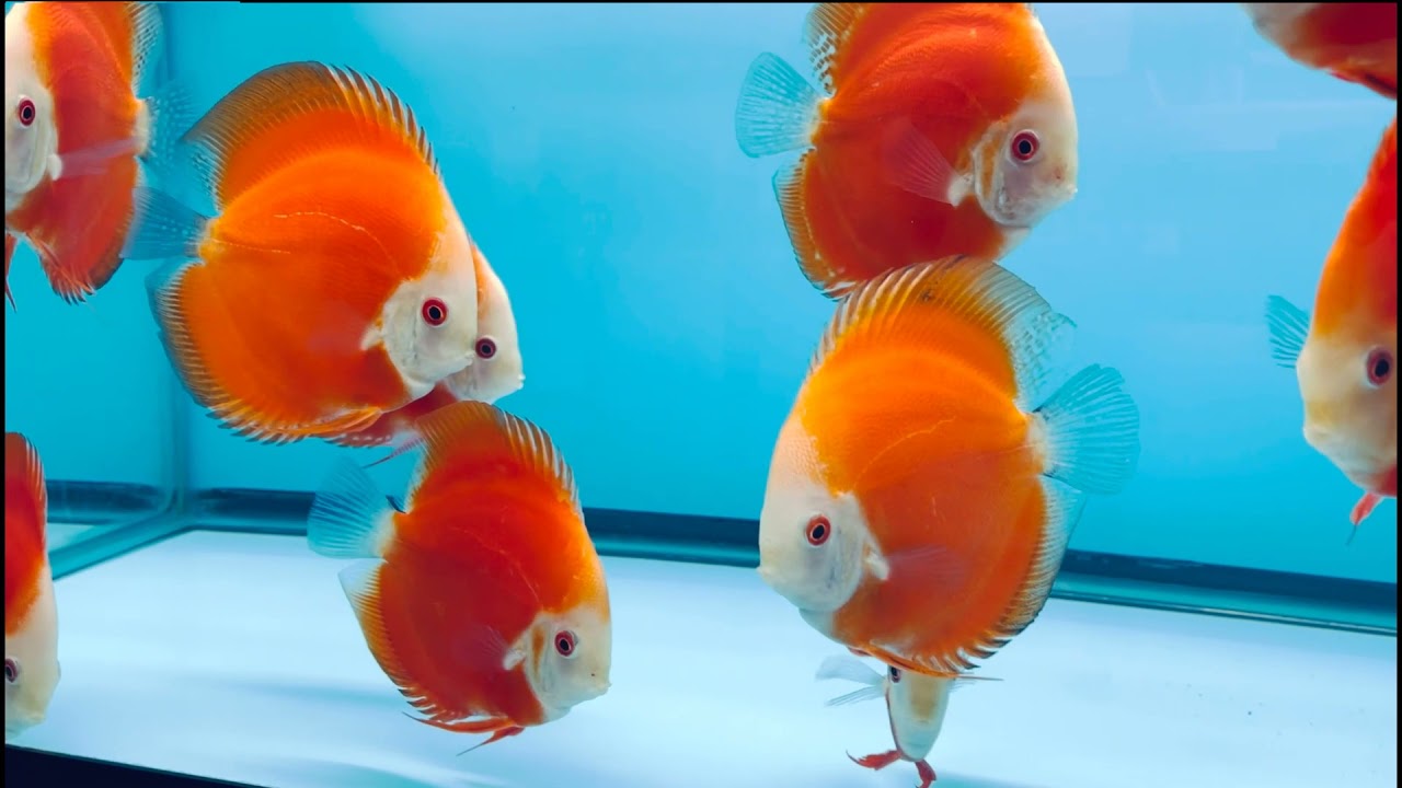 Royal Red Discus - Nov 2021 - YouTube