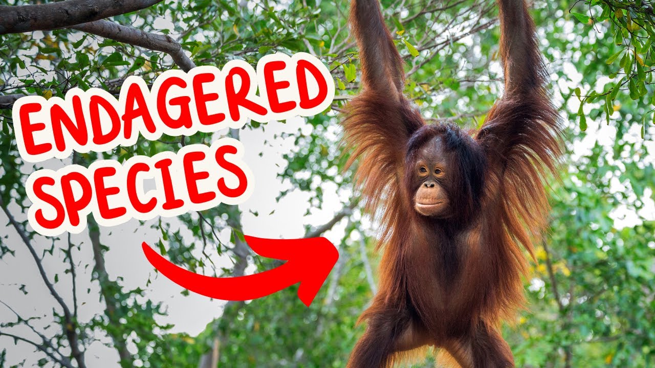 Which Animals Are in Danger? | Endangered Species for Kids - YouTube