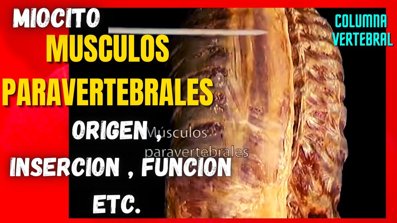 ♐ Los Musculos Paravertebrales de la COLUMNA VERTEBRAL 🎓ANATOMÍA HUMANA ...