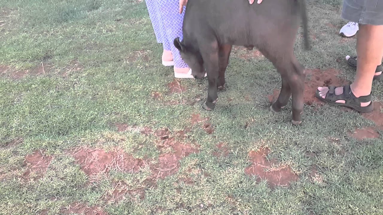 Friendly baby buffalo - YouTube