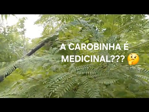 CAROBINHA PLANTA MEDICINAL PARA QUE SERVE??? - CAPITÃO DO CERRADO - YouTube