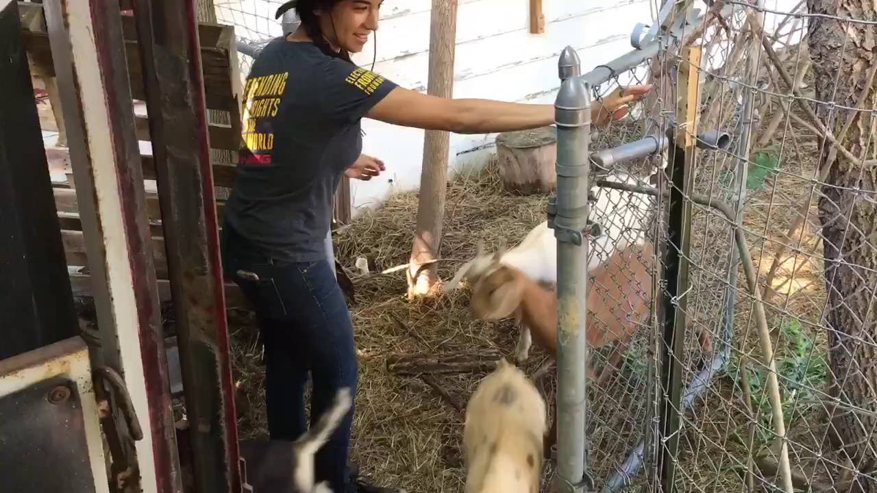 Baby Goats Loading into the Trailer - YouTube