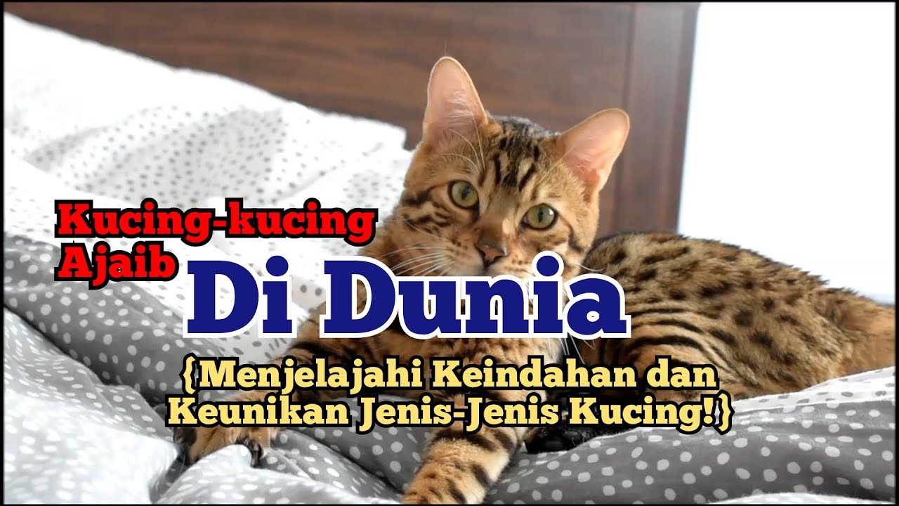 Kucing-Kucing Ajaib di Dunia || Menjelajahi Keindahan dan Keunikan ...