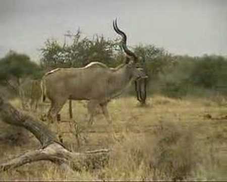 Majestic Kudu in Krugerpark - YouTube