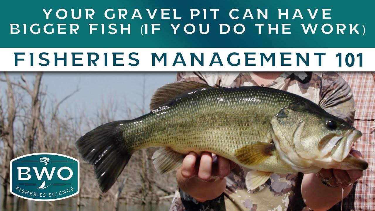 Your Gravel Pit Can Have Bigger Fish (if you do the work) - Fisheries ...