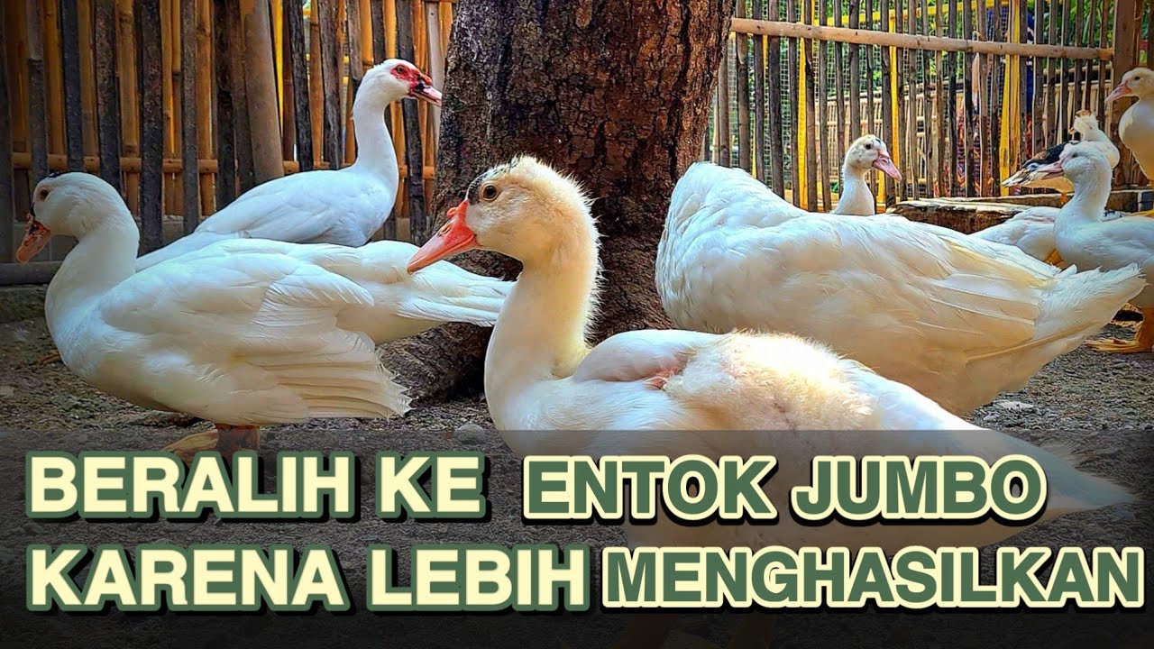 TERNAK ENTOK JUMBO || Sistem Kandang Modern - YouTube