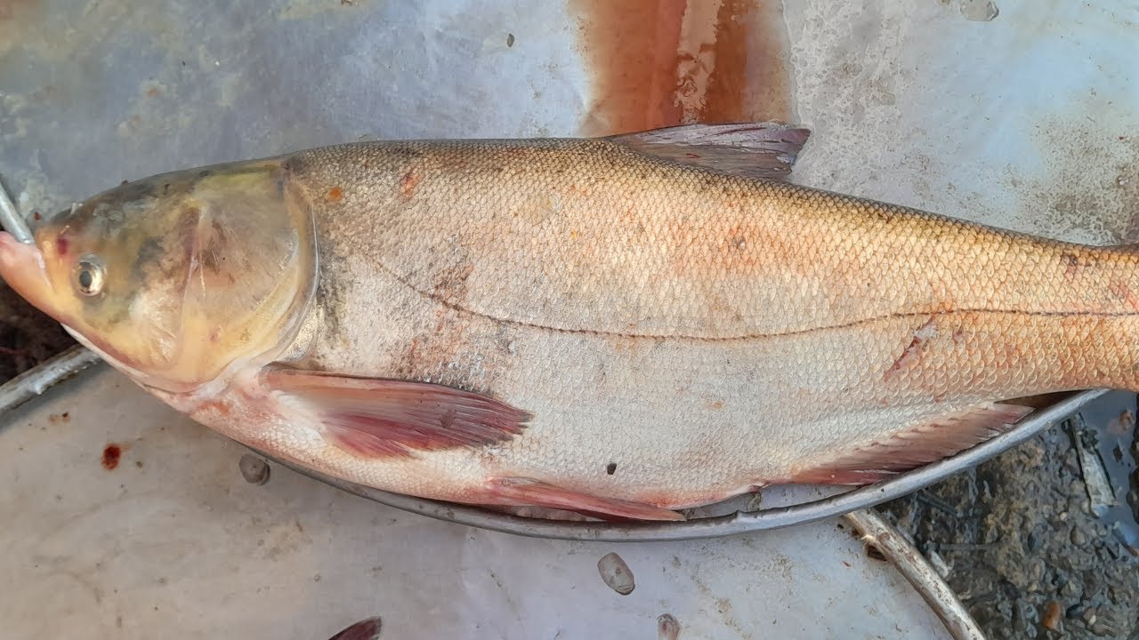 Big Silver Carp Fish Cutting In Fish Market | How To Cut a Silver Carp ...
