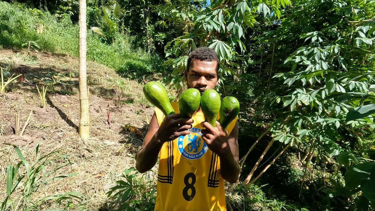 The Village Fruit Plug: The Avocado Season🥑🇫🇯 - YouTube